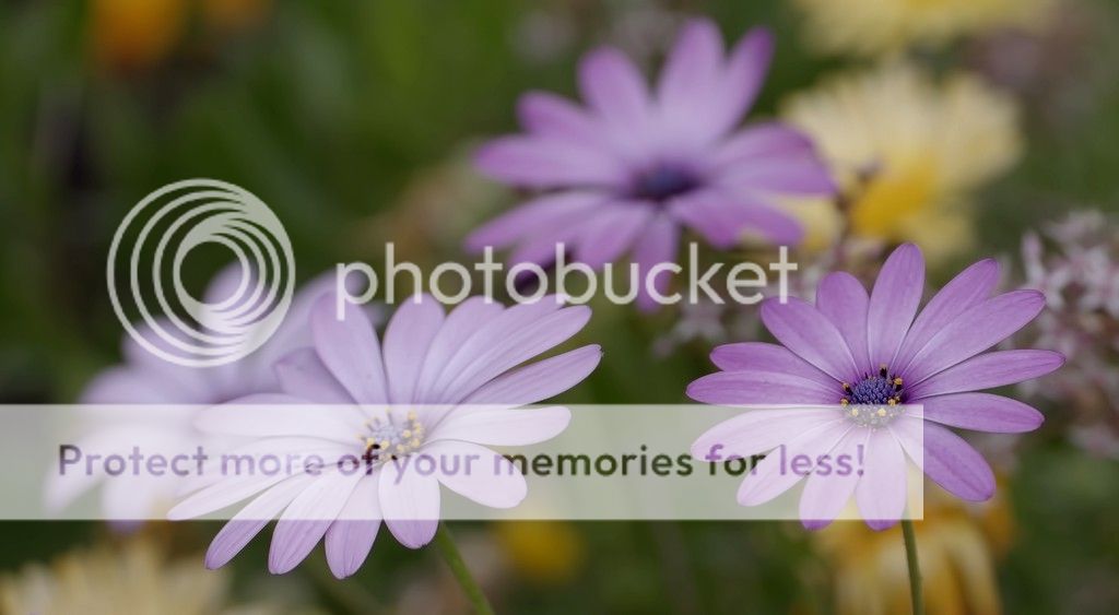 Coloured Daisies - PentaxForums.com